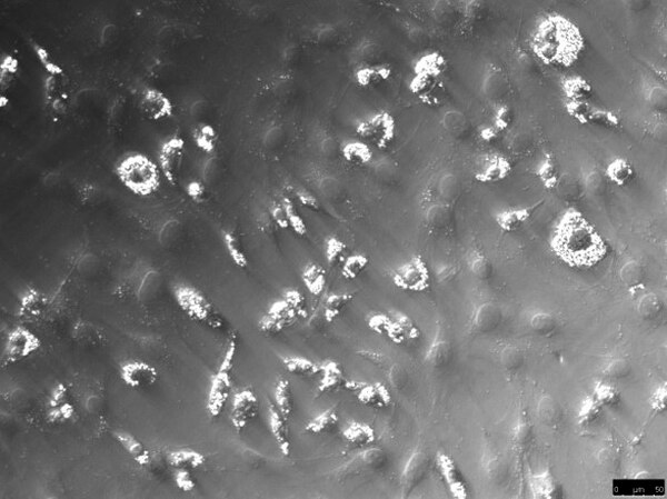 T37i Mouse Brown Adipocyte Cell Line | SCC250